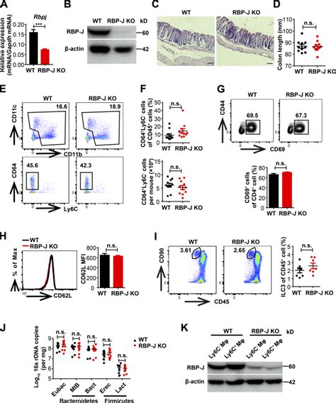 wt and rbp j ko mice display similar colonic architectures and