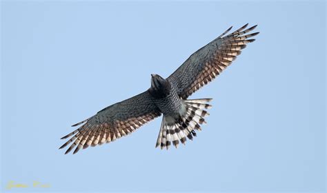 Grey Faced Buzzard 灰面鵟鷹 Birdforum