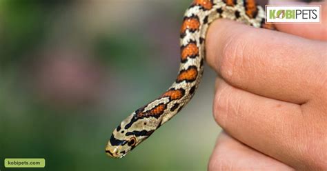 A Complete Guide To Determine Your Snake S Sex Kobi Pets