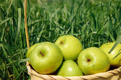 녹색 사과는 주름에 놓여 있습니다 태양의 사과 반짝임에 물이 떨어집니다 0명에 대한 스톡 사진 및 기타 이미지 0명 가을 건강한 식생활 Istock