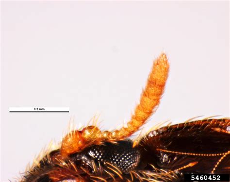 Warehouse Beetle Trogoderma Variabile Ballion 1878