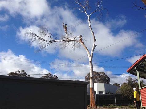 Tree Surveys Assessments Canberra Priority Tree Care