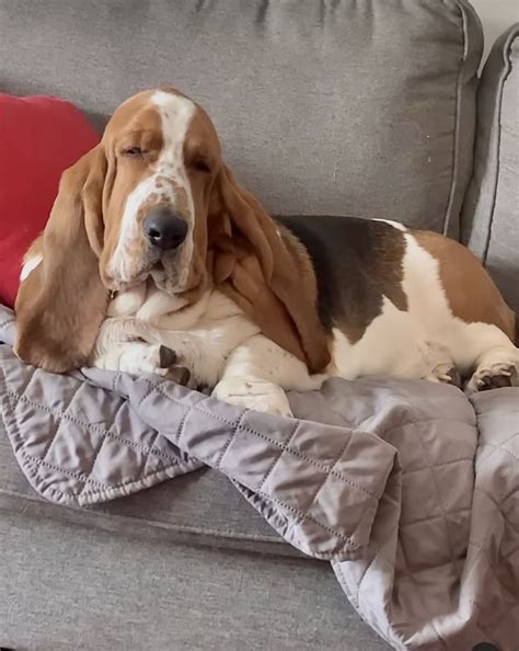 Adorable Basset Hound Sleeping On A Couch Basset Hound Running On