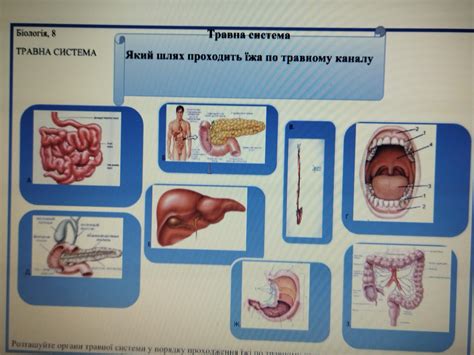 Допоможіть будь ласка розташуйте органи травної системи у порядку проходження їжі по травному