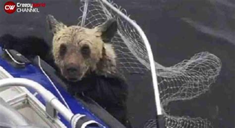 Mamma Orsa Chiede Aiuto Per Salvare I Suoi Cuccioli