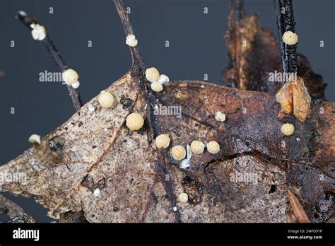 Trichoderma Foliicola Also Called Hypocrea Foliicola Anamorphic
