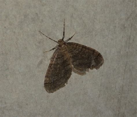 Winter Moths Identification Damage And Control Methods