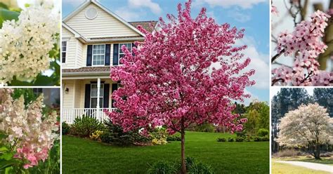 11 Prettiest Flowering Trees You Can Grow Today