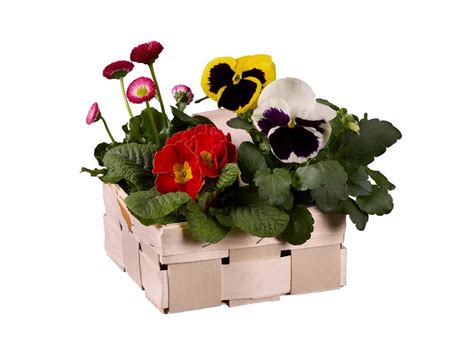 Пролетни цветя Лидл Oferta Bg