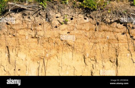 Swift Nest Stock Videos And Footage Hd And 4k Video Clips Alamy