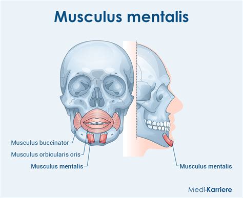 Kinn Definition Anatomie Und Klinik
