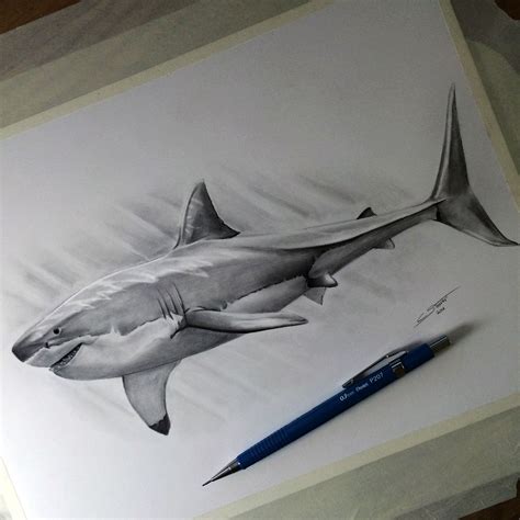 Realistic Shark Drawing Tiger Shark Drawing Realistic Realistic