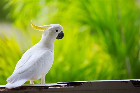 720p Palm Cockatoo Hd Wallpaper