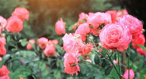 Commercial Rose Pruning Jgs Roses