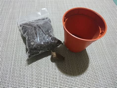 Diy Oxalis Triangularis Bulb Set Furniture And Home Living Home Decor Artificial Plants