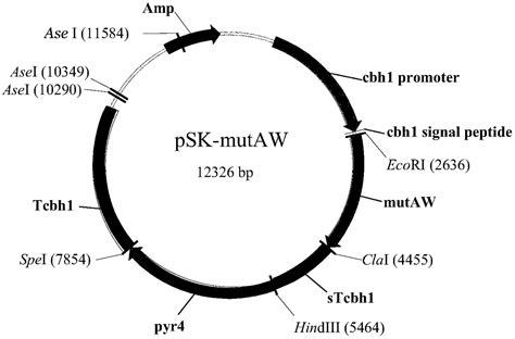 High Yield Recombinant Strain Of Trichoderma Harzianum Alpha 1 3 Glucanase And Application