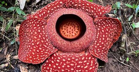 Meet The 25 Plants That Refuse To Die Complete Gardening