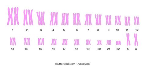 Sex Chromosomes Images Stock Photos Vectors Shutterstock