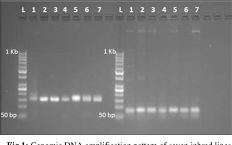 Figure 1 From A Modified And Efficient Ctab Genomic Dna Extraction