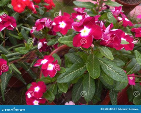 Colorful Annual Vinca or Madagascar Periwinkle, Periwinkle Rose or ...