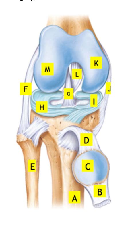 Synovial Knee Joint Diagram Quizlet Synovial Knee Joint Diagram Quizlet