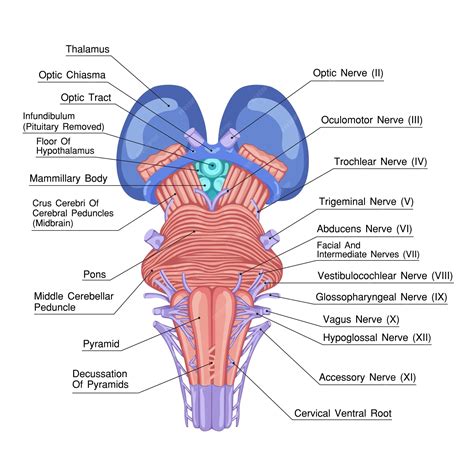 Premium Vector Anatomical Structure Of The Brainstem Labeled Education Vecto