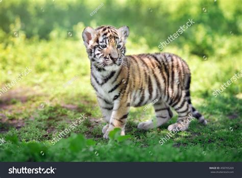 Baby Siberian Tiger Images