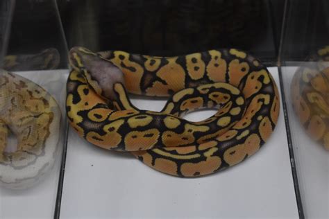 Juvenile Ball Python Captive Morph Blog