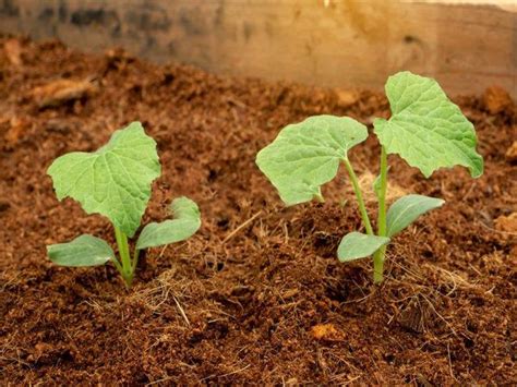 Low Ec Coco Peat And High Ec Coco Peat Coco Hitech