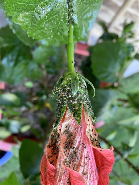 What Is This And How Do I Fix It R Gardening