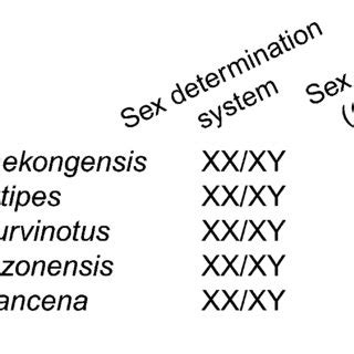 Sex Determination Mechanisms And Sex Linkage Groups In Oryzias Download Scientific Diagram