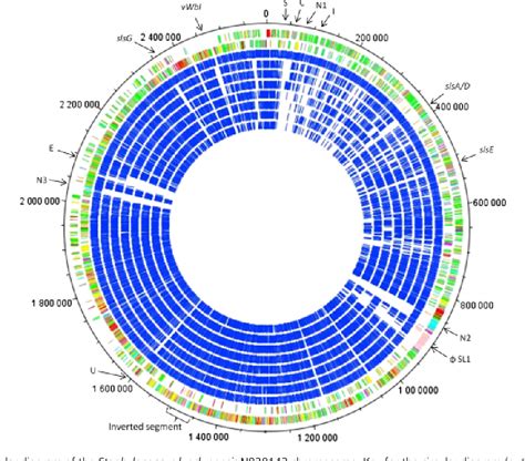 Staphylococcus Lugdunensis Semantic Scholar