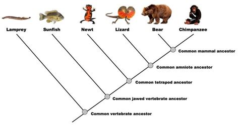 Example Of A Simple Cladogram