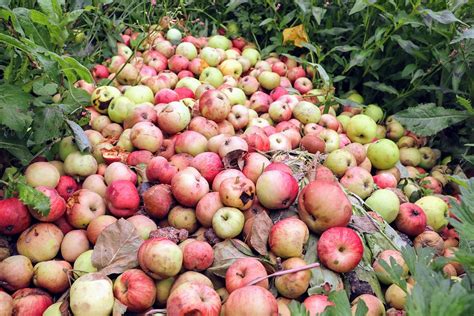 Apples A Lot Of Bad Free Photo On Pixabay