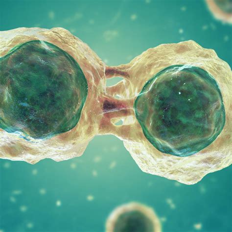 A Comprehensive Guide To Maintaining Phenotypic Consistency With