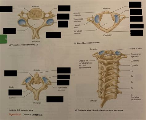 Cervical Vertebrae Diagram Quizlet