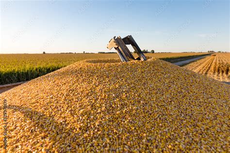 Combine Harvester Grain Bin With Full Load Of Harvested Corn Kernels