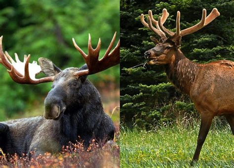 Elk Vs Moose Explore The Best Outdoor Gear Animal Guides And