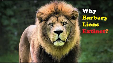 Lions That Are Extinct