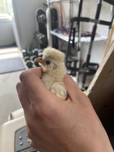 Sexing Polish Chicks Backyard Chickens Learn How To Raise Chickens