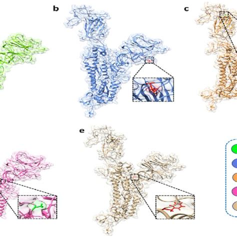 Illustration Of Wild Type And Mutant Spike Proteins In Various Colors