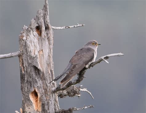 Despre Păsările Din România Pe Scurt Cucul Cuculus Canorus Lumea Lui Fede