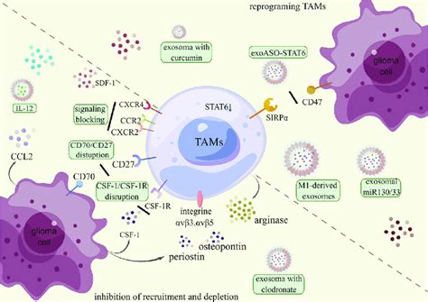 Current Exosome Mediated Nano Immunotherapies Are Targeting Tams Download Scientific Diagram