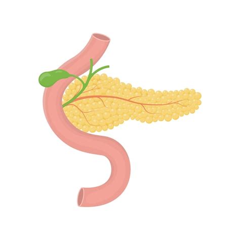 인간의 소화 기관 십이지장 췌장과 담낭 벡터 일러스트 프리미엄 벡터