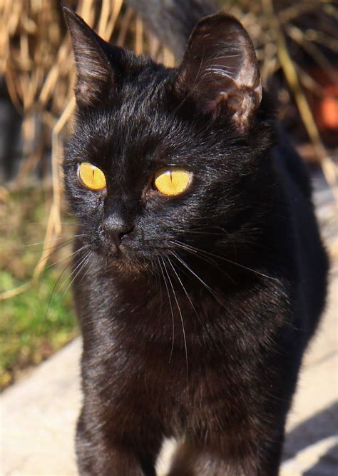 Black Cats With Gold Eyes Black Cat With Gold Eyes Hi Res Stock
