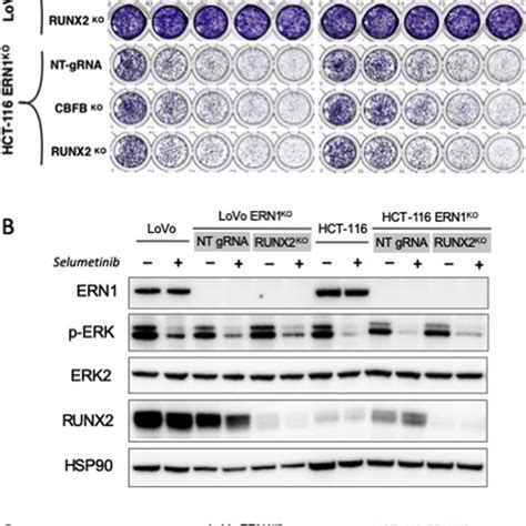 Shp2 Is An Essential Driver Of Loss Of Runx2 Induced Mek Inhibitor Download Scientific Diagram