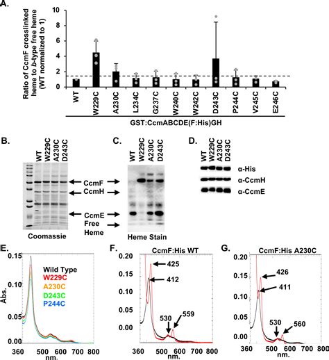 Structure Function Analysis Of The Heme Binding Wwd Domain In The