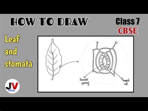 Stomata Drawing Class 7 Stomata Diagram Class 7 How To Draw Stomata