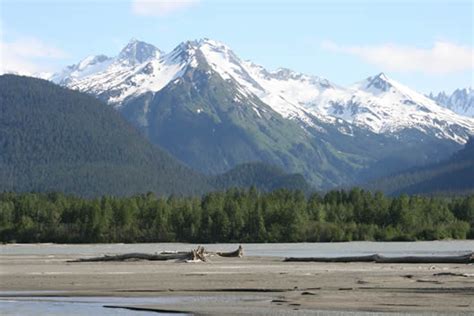 Chilkat Bald Eagle Preserve Haines Sheldon Museum