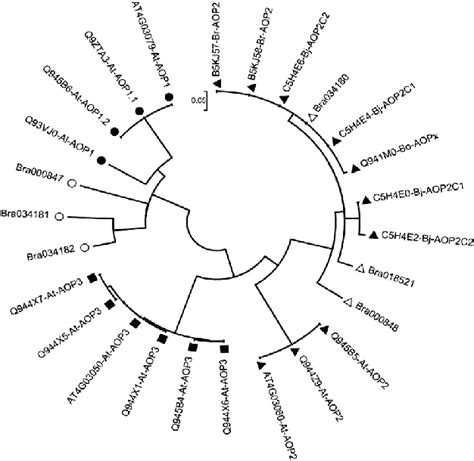 Phylogenetic Relationship Among AOP Proteins Note At Al Bo Bj And Download Scientific